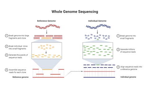 Whole Genome Sequencing Biorender Science Templates