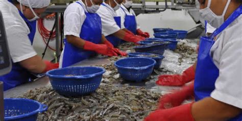 Food News Latam Acuicultura en Guatemala es Caso de Éxito en la Región