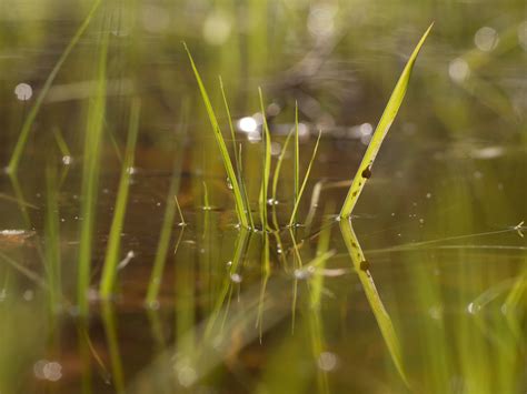 Fotos gratis agua naturaleza bosque césped rama soltar Rocío