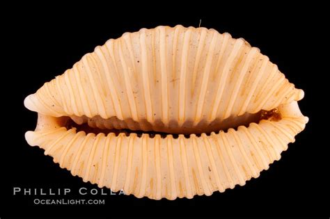 Nucleus Cowrie Cypraea Nucleus Gemmosa