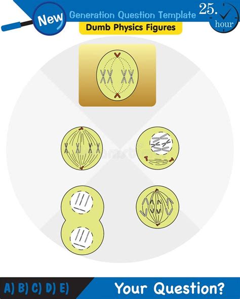 Estadios De Biología De La Mitosis Y La Meiosis Plantilla De Preguntas
