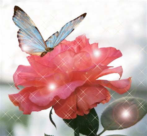GIFS HERMOSOS Flores Encontradas En La Web