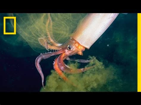 Giant Squid Facts National Geographic Bruin Blog