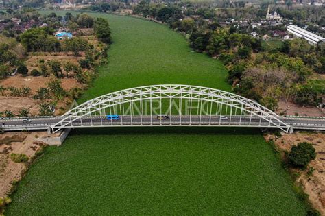 Sungai Bengawan Solo Dipenuhi Enceng Gondok Antara Foto