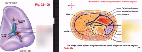 Abs Pelvis Spleen Transverse Section Of The Abdomen Diagram Quizlet