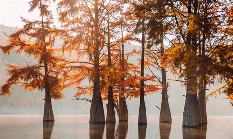 Pond Cypress Vs Bald Cypress Key Differences