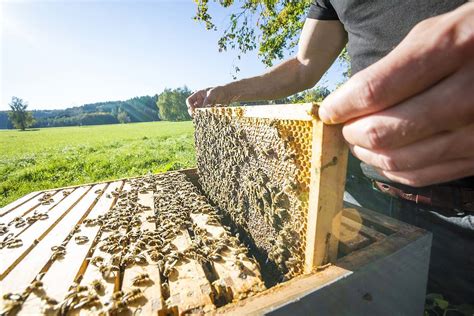 Comment Construire Une Ruche Pour Produire Votre Miel