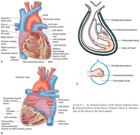 An Overview Of Circulation In Heart
