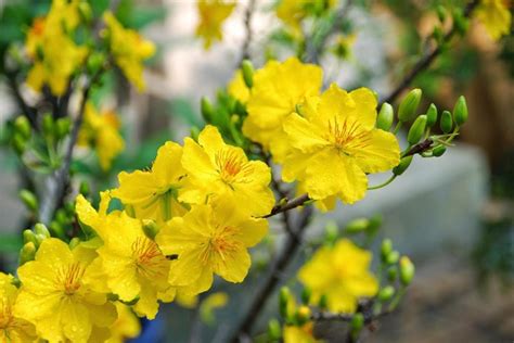 Những loài hoa tượng trưng cho sự may mắn Flowerfarm vn shophoa
