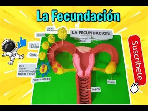 MAQUETA DE LA FECUNDACIÓN Como hacer una maqueta de la fecundación La