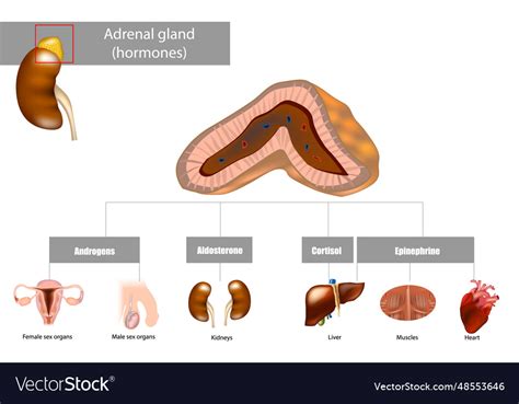 Adrenal Gland Hormones Aldosterone Cortisol Vector Image