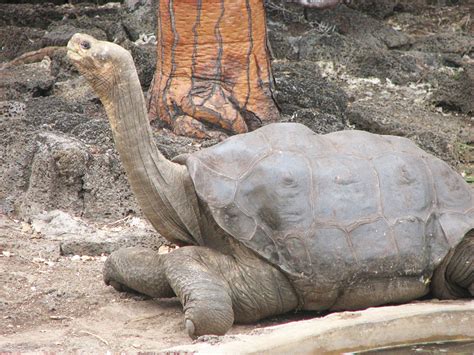Pleistocene Rewilding And De Extinction Ask A Biologist
