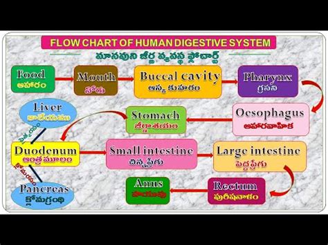 Flow Chart Of Human Digestive System YouTube