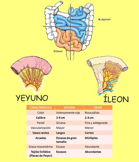 ANATOMÍA Íleon Yeyuno
