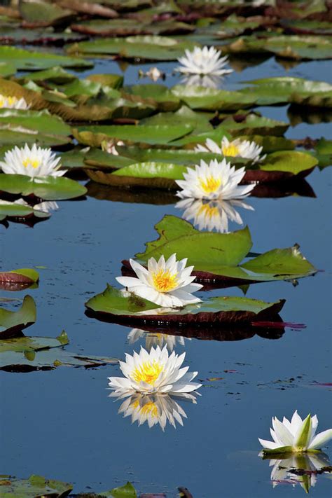Fragrant Water Lily Nymphaea Odorata On Photograph By Danita Delimont