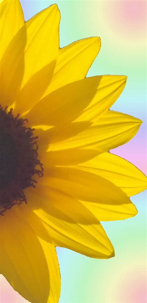 El Top Fondos De Pantalla De Girasoles Animados Abzlocal Mx