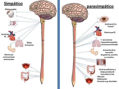 La influencia del sistema nervioso autónomo para tener una salud