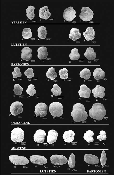 Foraminifères planctoniques et ostracodes marqueurs de lÉocène de