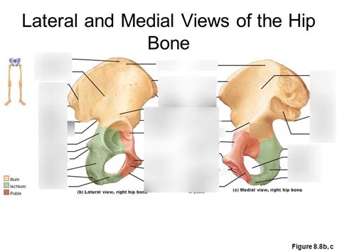 Obturator Foramen Anatomyzone Off Gbu Presnenskij Ru