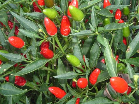 Cara Menanam Cabe Rawit Yang Baik Dan Benar Referensi Tani Dan Kebun
