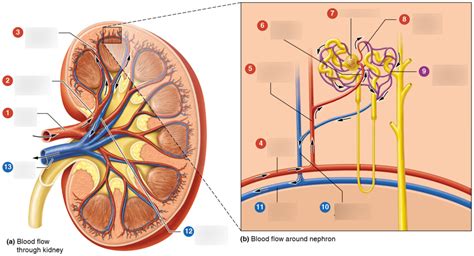A P Ii Lab Urinary System Exercise Figure Blood Flow