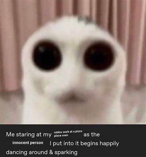 Hdhdjjfjdnnfncnnvnnnbnbgghhh Silly Cats Pictures Stupid Cat Funny