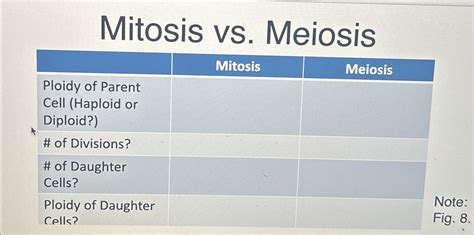 Solved Mitosis Vs Meiosis Table Mitosis Ploidy Of Chegg