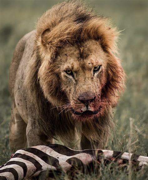 What Do Lions Eat Wildest