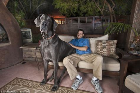 A Great Dane As Big As A Pony 5 Pics Izismile
