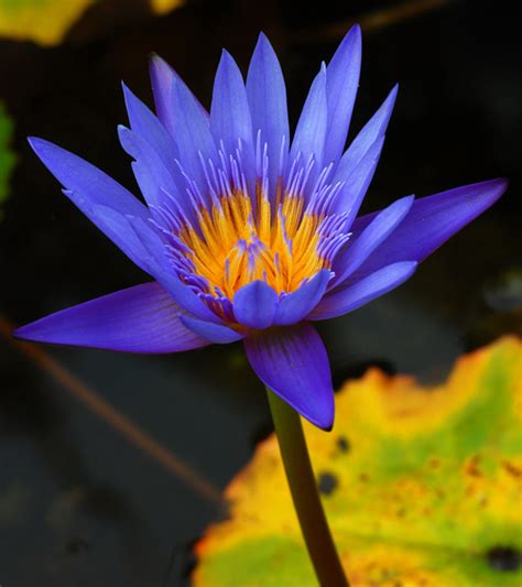 Egyptian Blue Lotus Flower