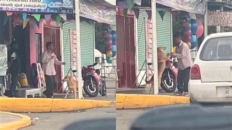 C O Caramelo Flagrado Convidando Homem Para Dan Ar Na Cal Ada De