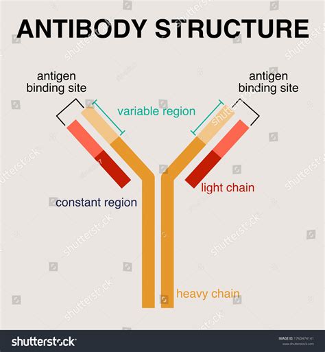Illustration Antibody Structure Diagram Stock Vector Royalty Free