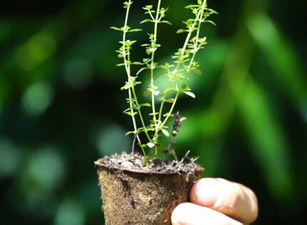 Comment Planter Le Thym Conseils Et Pas Pas