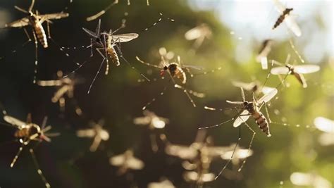 Bajaron A M S De La Mitad Los Casos De Dengue Catamarca Actual
