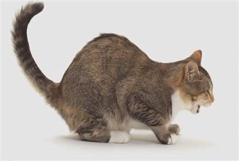 Vómitos en gatos posibles causas y todos los remedios efectivos Vida
