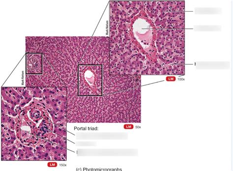 Liver Histology Diagram Quizlet