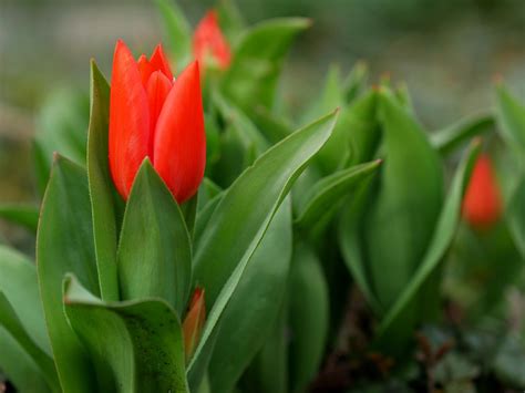 Tulpe Rot Frühling Kostenloses Foto auf Pixabay
