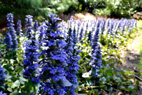 18 Best Flowering Ground Cover Plants Balcony Garden Web