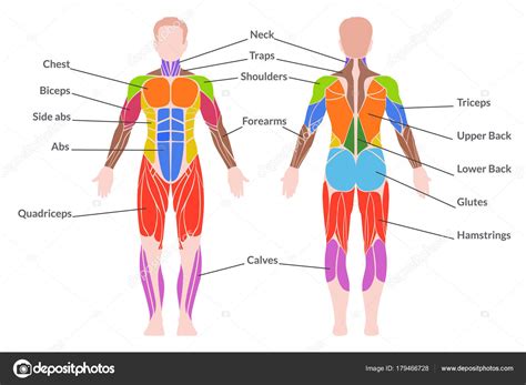 Mejores Imagenes De Sistema Muscular Para Ninos Sistema Muscular Images