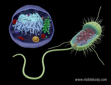 Prokaryotic Cell Structure Vs Eukaryotic Cell Structure