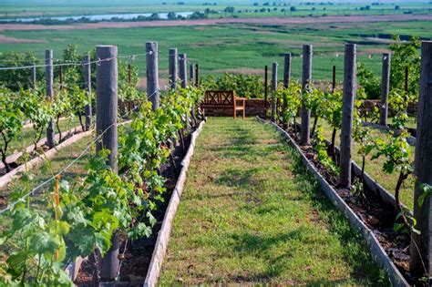 Best Wineries In Tuscany Dreamy Wine Trips In 2023