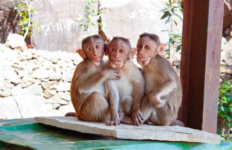 USDA Licensed Monkey Breeders List An All American Guide