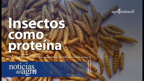 Harina de insectos Alternativa de alimentación animal YouTube