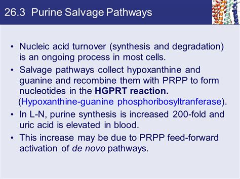Purine Salvage Pathway