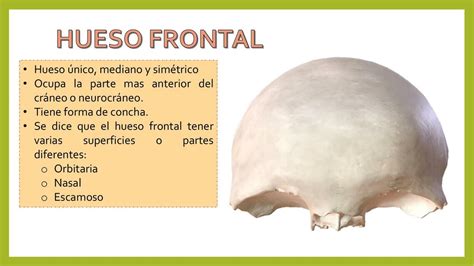 Descripción anatómica del hueso frontal MiddleMedic uDocz