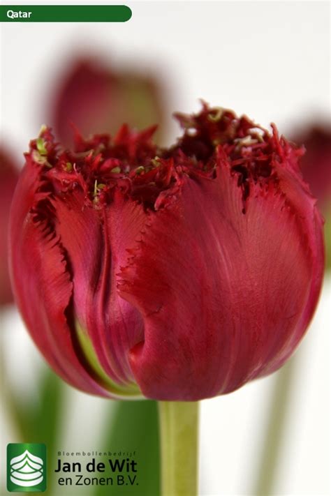 Qatar Tulip Jan De Wit En Zonen B V