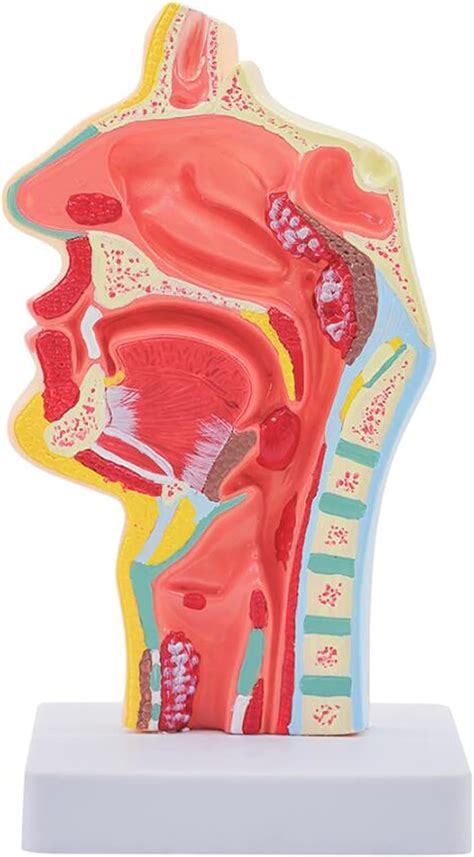 Amazon Human Larynx And Pharynx Disorders Model Human Nasal