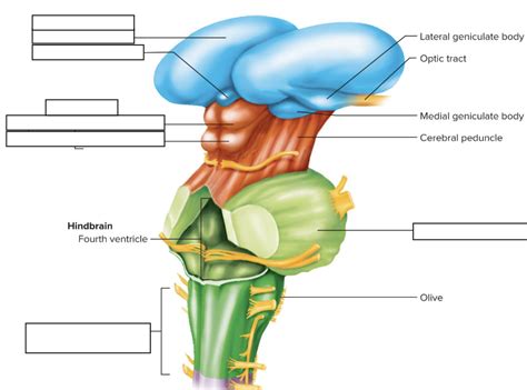 The Brainstem Diagram Quizlet