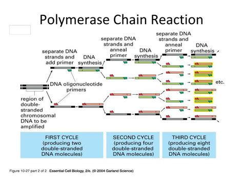 Principles Of Polymerase Chain Reaction