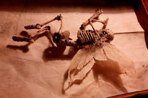 Ces squelettes ont été retrouvés dans une cave d un orphelinat à